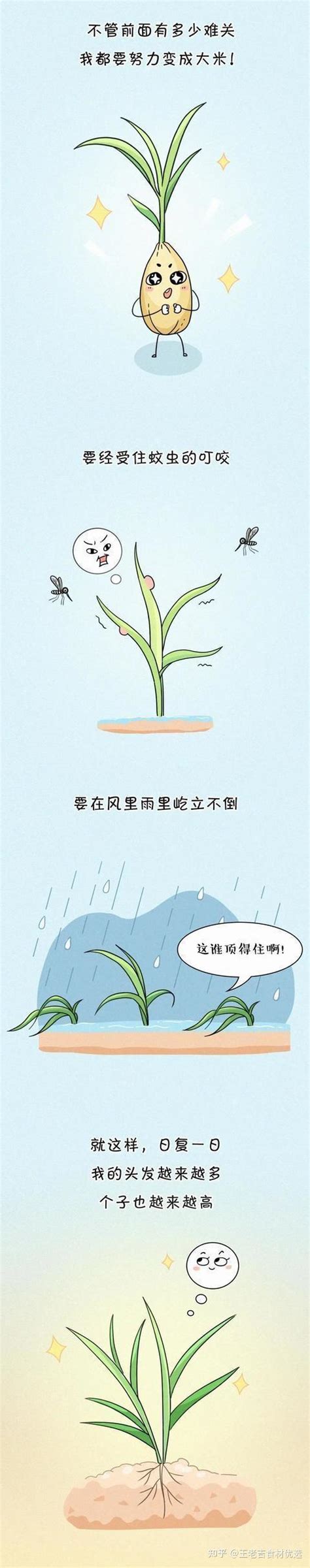 一粒米的奇幻旅程 知乎