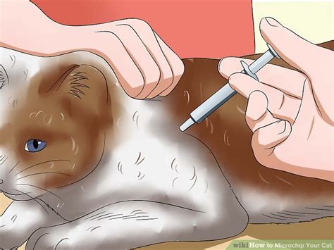 How To Microchip Your Cat 13 Steps With Pictures Wikihow