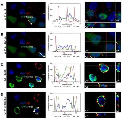 Colocalization Studies Of Pids With Erα Expression Green Fluorescent