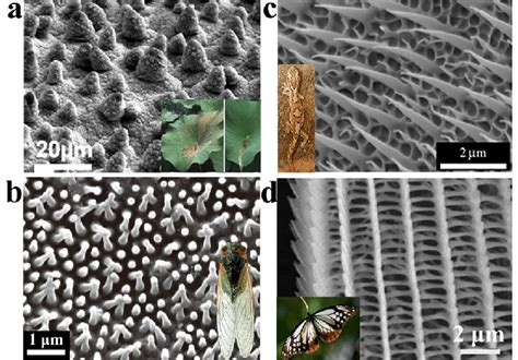 A Sem Micrographs Showing Distributed Cell Papilla On The Lotus Leaf