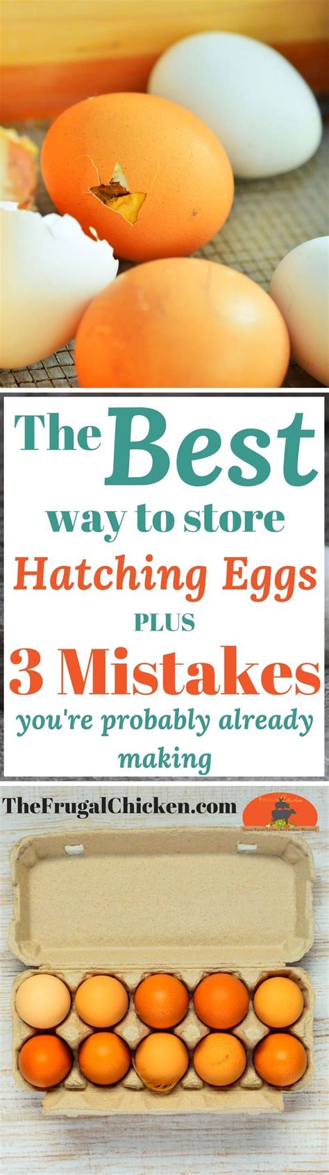What Does A Fertilized Egg Look Like Plus Tips Hatching Eggs Chicken