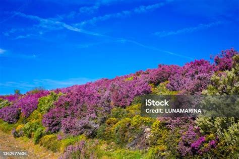 레온 핑크 산맥의 세인트 제임스의 길 카미노 데 산티아고 0명에 대한 스톡 사진 및 기타 이미지 0명 Xacobeo 개념 Istock