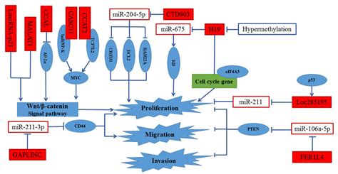 Regulation Of Proliferation Invasion And Migration In Crc By Lncrnas