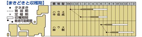 Cf桃太郎ヨーク トマト E 種や｜国内最大級の野菜種・花種・苗・農業資材の販売店