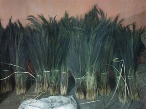 Grass Broom At Rs 75kg Grass Broom In New Delhi Id 11400038533