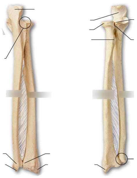 Radius And Ulna Diagram Quizlet