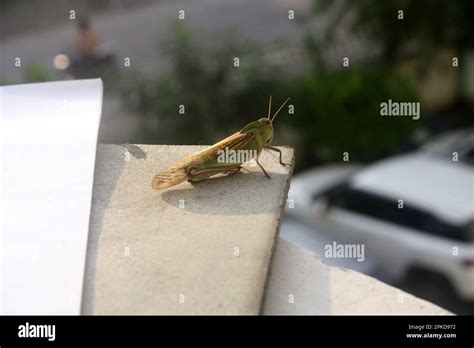 Oriental Migratory Locust Locusta Migratoria Manilensis Enjoying