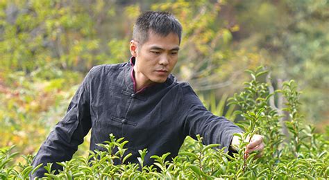品牌介绍 紫万茶业 高端茶典范