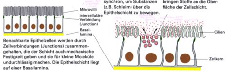 Sw4 Zellbio Karteikarten Quizlet