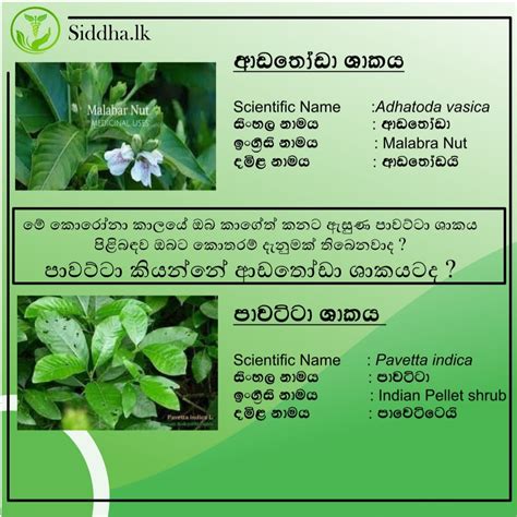 Siddha Lk මේ කොරෝනා කාලයේ ඔබ කාගේත් කනට ඇසුණ පාවට්ටා Facebook