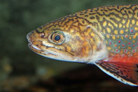 Brook Trout Wallpaper Wallpapersafari