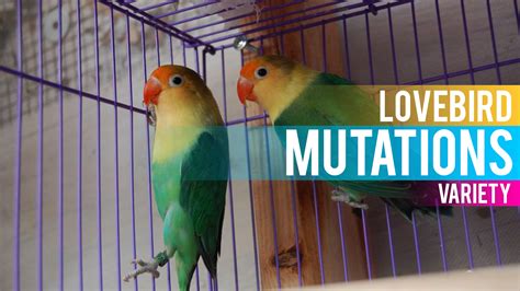 African Lovebirds Mutations Variety Lovebird Mutations