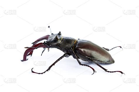 鹿角虫