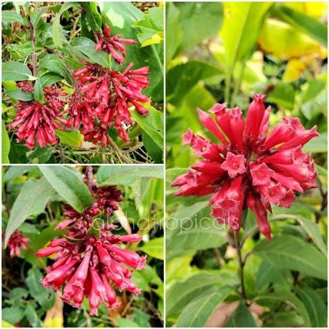 Cestrum Elegans Purpuratum Red Aloha Tropicals