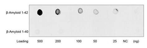 Beta Amyloid 1 42 Monoclonal Antibody 2c2g5 A01567 40