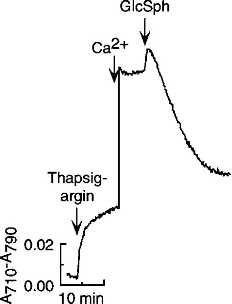 Reversal Of Thapsigargin Inhibition Of Serca By Glcsph Download Scientific Diagram