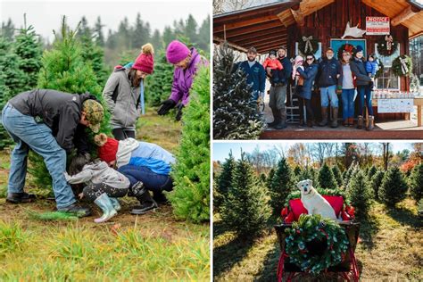 Here Are The Best Places To Cut Your Own Maine Christmas Tree