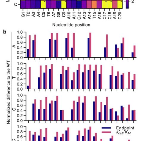 Schematic Of Crisp Cas12a Detection And Experimental Study Of Endpoint