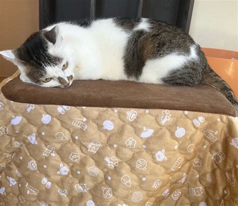 猫と冬の快適生活！暖房をつけっぱなしにするメリットと注意点｜猫様と私たち