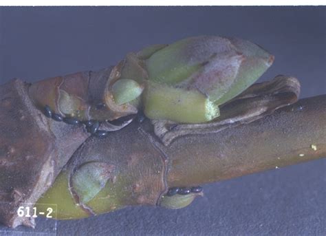 Periphyllus Or Maple Aphid On Vine Maple College Of Agricultural Sciences