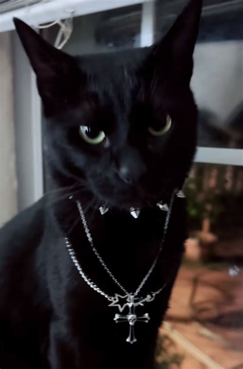 Punk Panther Goth Cat Pfp Cute Goth Cat Black Cats