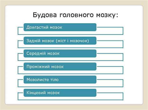 Нова кора у регуляції функцій внутрішніх органів Макаренко