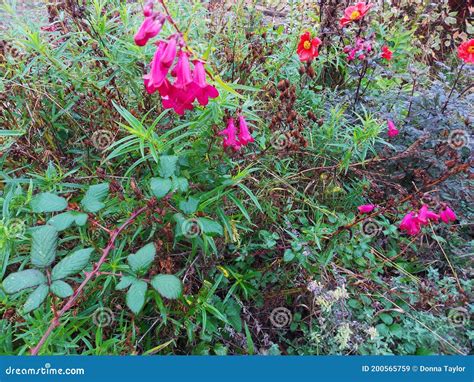 Penstemon Firebird Flowers And Dahlia Happy Single Flame Flower In