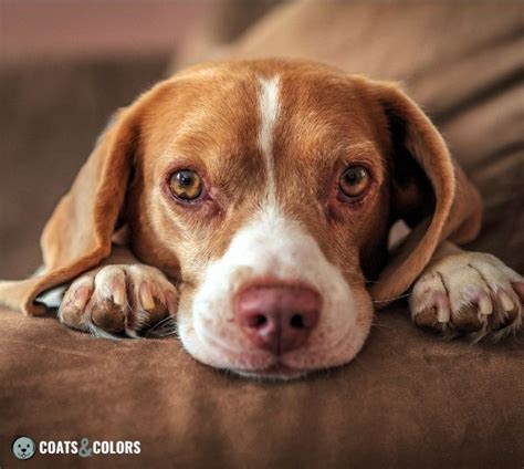 Beagle Coat Colors Coats And Colors