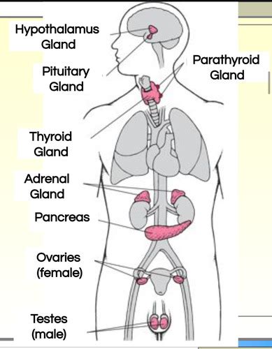 Endocrine Flashcards Quizlet Endocrine Flashcards Quizlet
