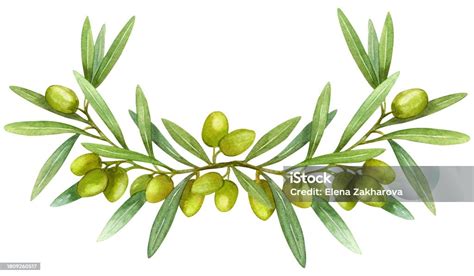 손으로 그린 수채화 흰색 배경에 올리브 잎이 있는 잘 익은 검은 올리브 유기농 식품 엽서 포장 및 종이 디자인을 위한 별도의 요소 0명에 대한 스톡 벡터 아트 및 기타