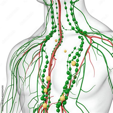 Human Lymphatic System Illustration Showing Lymph Nodes And Vessels
