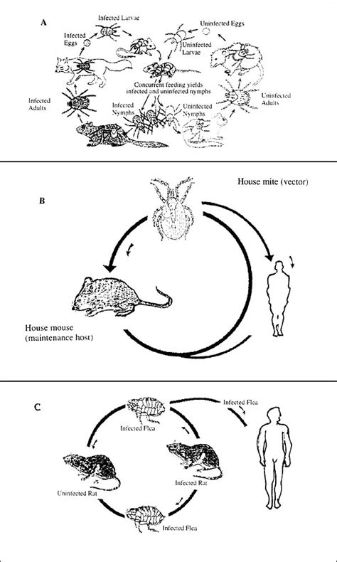 Scrub Typhus Life Cycle