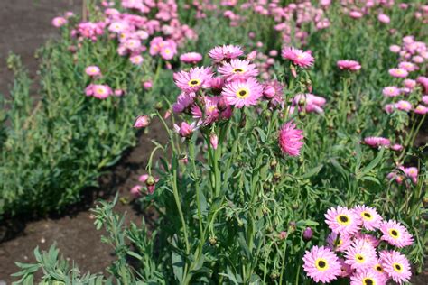 Helipterum Roseum Pink With Dark Centre