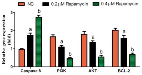 Rapamycin Inhibits Proliferation And Apoptosis Of Retinoblastoma Cells Through PI K AKT