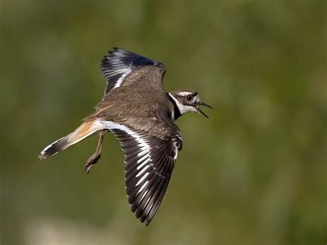 Killdeer Birdnote