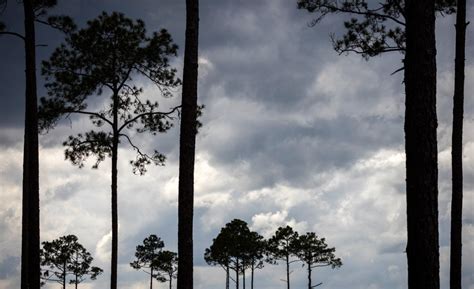 Dozens Of Tree Species Face Extinction From Insects Diseases And