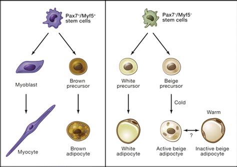 Brown Adipose Tissue