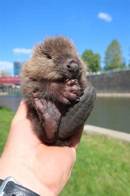 Bobřík Z Náplavky V Plzni Objevili Ztracené Mládě Bobra Fotky Qapcz
