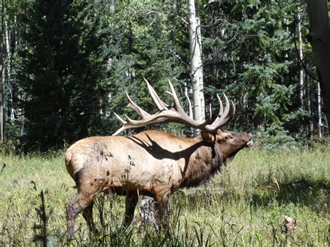 Bull Basin Ranch Colorado Trophy Bull Elk Hunts