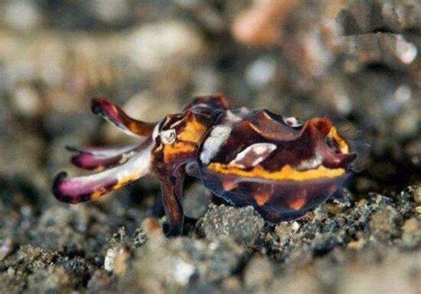 The Only Poisonous Squid In The World The Flame Squid Imedia