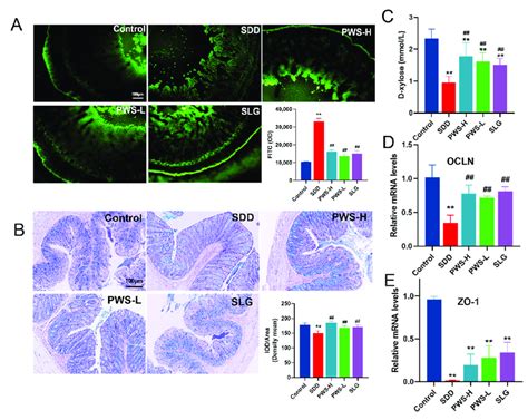 A Effect Of Pws On The Permeability Of Fitc Dextran B Ab Pas