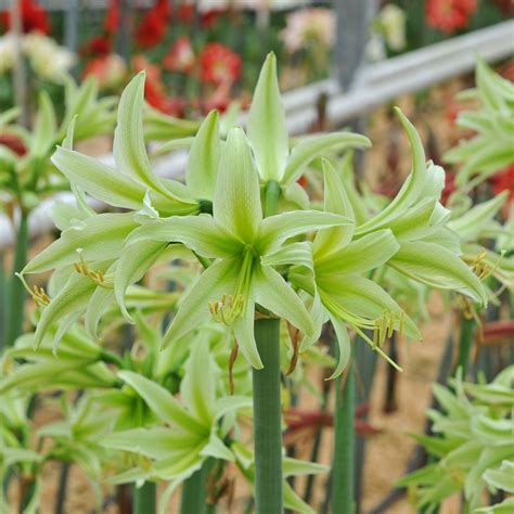 Amaryllis Evergreen Per 1 Stuks Van Fluwel