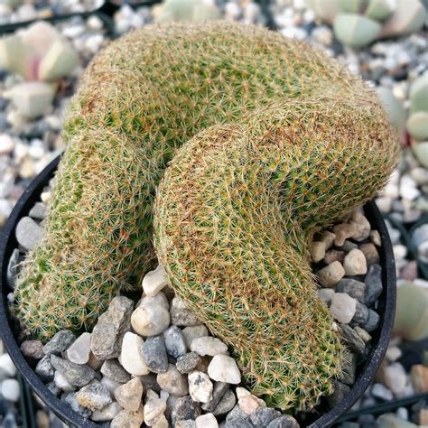 Mammillaria Matudae Cristata Crested Cactus Planet Desert