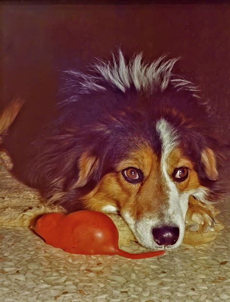 Herman And His Red Mouse Photograph By Elizabeth Hershkowitz Fine Art