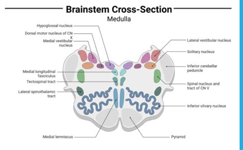 Lab Quiz Flashcards Quizlet