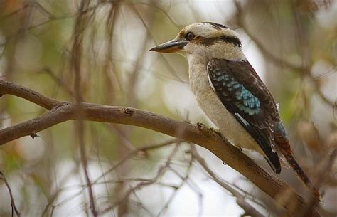 A Kookaburra Sits In The Old Gum Tree Raustralia