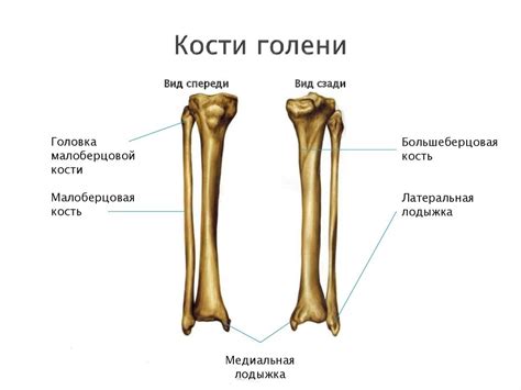 Кости голени челвоека анатомия большеберцовой и малоберцовой костей