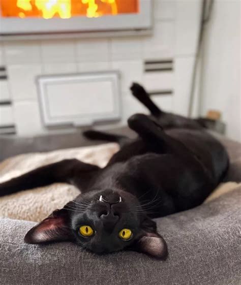 The Enigmatic Vampire Cat A Bat Panther Hybrid That Defies
