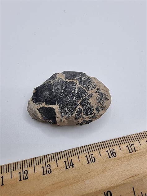 Fossilised Crab