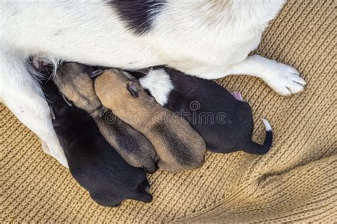 Newborn Puppies Breed Jack Russel Terrier Sleeping Eyes Have Not Opened